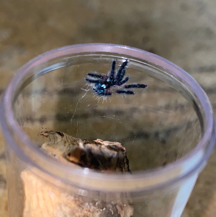 Typhochlaena Seladonia Brazilian Jewel Slings Tarantula By Wicked Typhochlaena Seladonia Brazilian Jewel Slings Tarantula By Wicked
