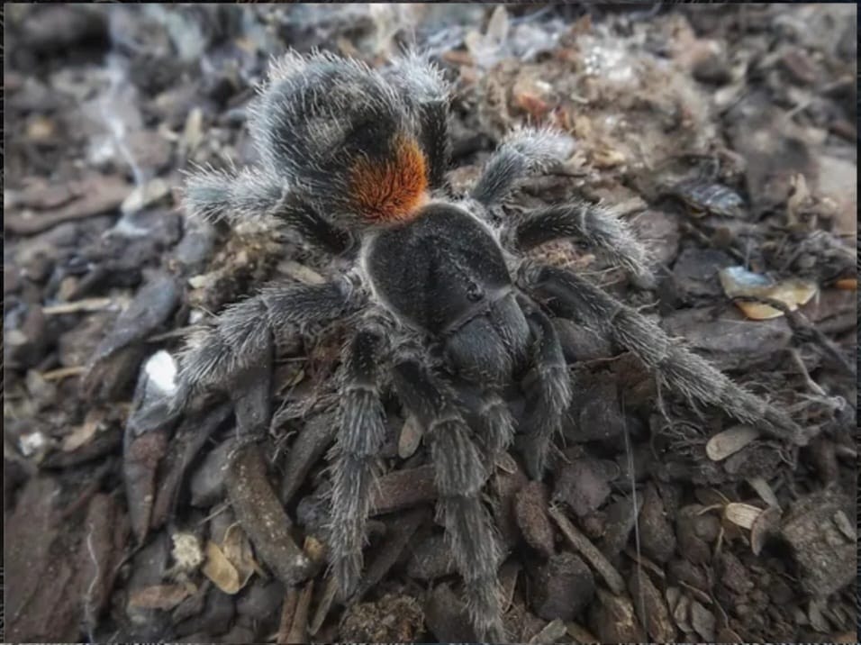 Chilean Flame (Homoeomma Chilense Ex Chilensis) .25" Slings Tarantula ...