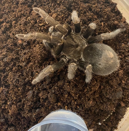 Grammostola Pulchra - Brazilian Black Sub Adult Females Tarantula by ...