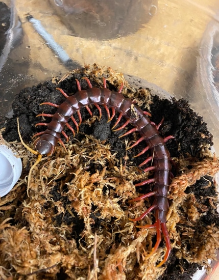 Scolopendra Sp. "Sumatran Purple" Centipede by Wicked Webz Tarantulas