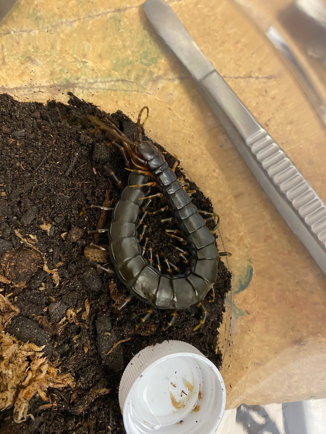 Scolopendra Hainanum - BLACK Variant - PRICE DROP Centipede by Wicked Webz Tarantulas - MorphMarket