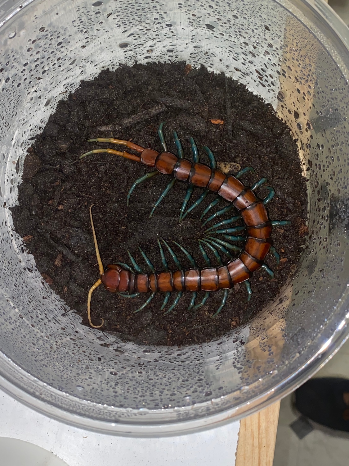 Scolopendra Sp. "Mint Leg" - Bright Blue Legs - ONE LEFT Centipede by ...