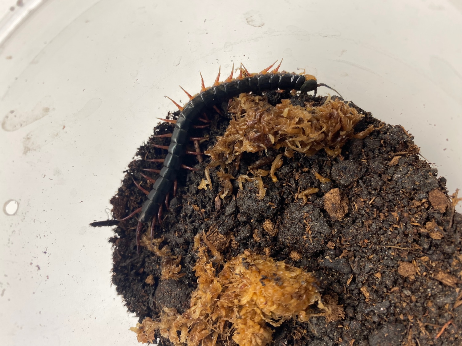 Scolopendra Gracimilla - Very Rare!! Centipede by Wicked Webz ...