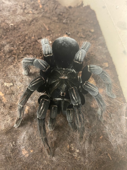 Pamphobeteus Sp. "Chicken Spider" - 8" Adult Female Tarantula by Wicked ...