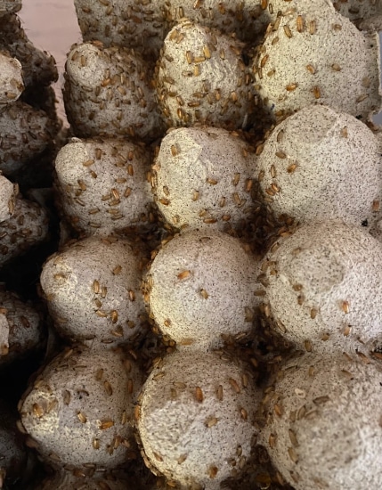 Red Runner/Turkistan Roaches (Blatta/Shelfordella) Lateralis Small In ...