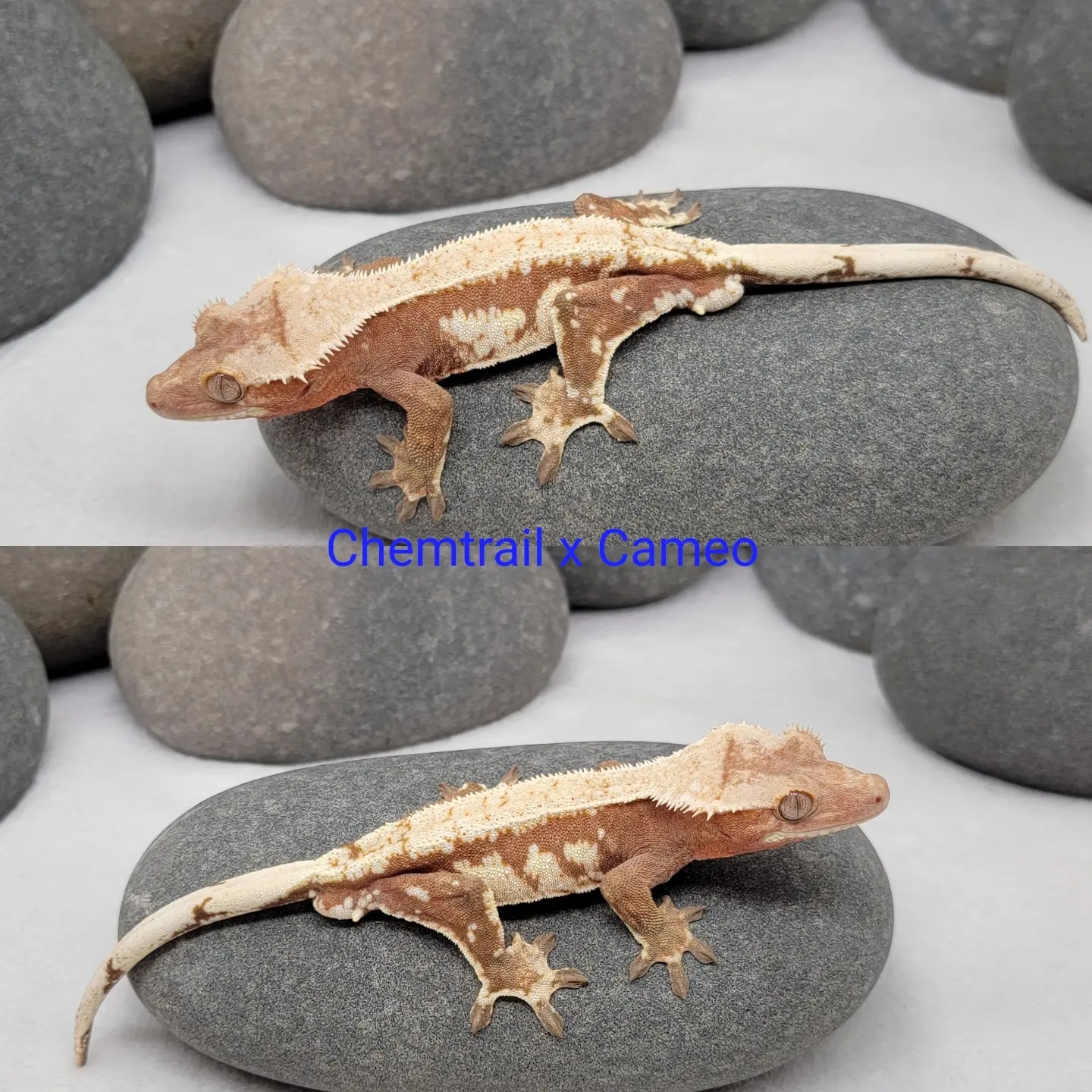 Red And Cream Crested Gecko by Wicked Arboreals - MorphMarket