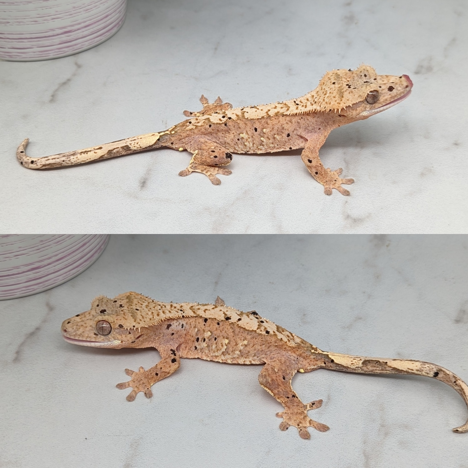 50% Het Axanthic Crested Gecko by Wicked Arboreals - MorphMarket