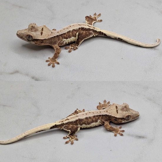 Lilly White 50% Het Axanthic Crested Gecko by Wicked Arboreals