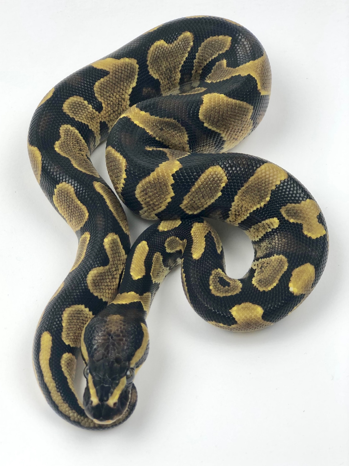 Gravel Het Piebald Ball Python by Wicked Fairy Magic - MorphMarket