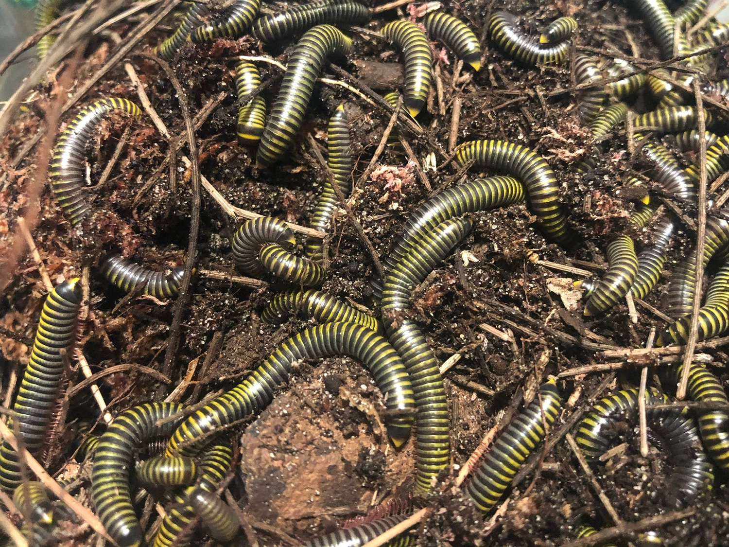Bumblebee Millipede by Wicked Fairy Magic - MorphMarket