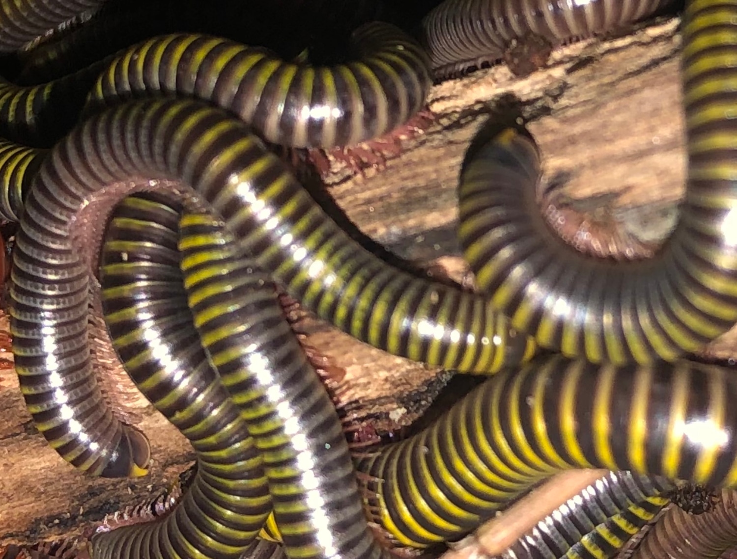 Bumblebee Group Millipede by Wicked Fairy Magic - MorphMarket