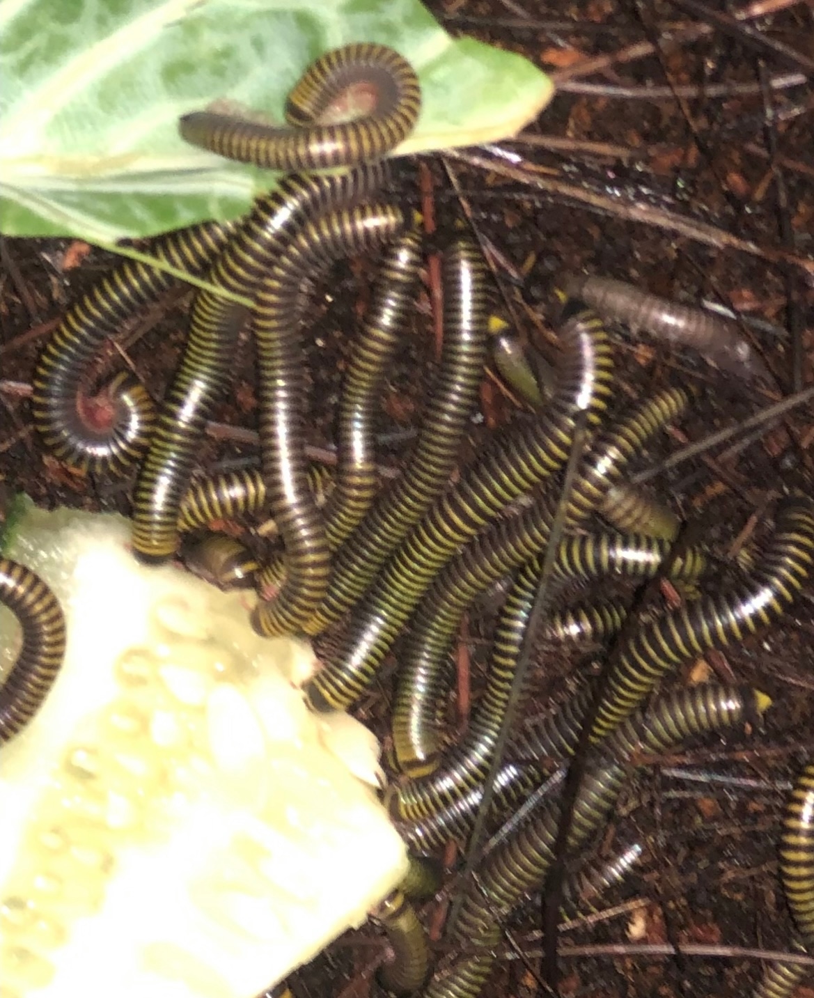 Bumblebee Group Millipede by Wicked Fairy Magic - MorphMarket