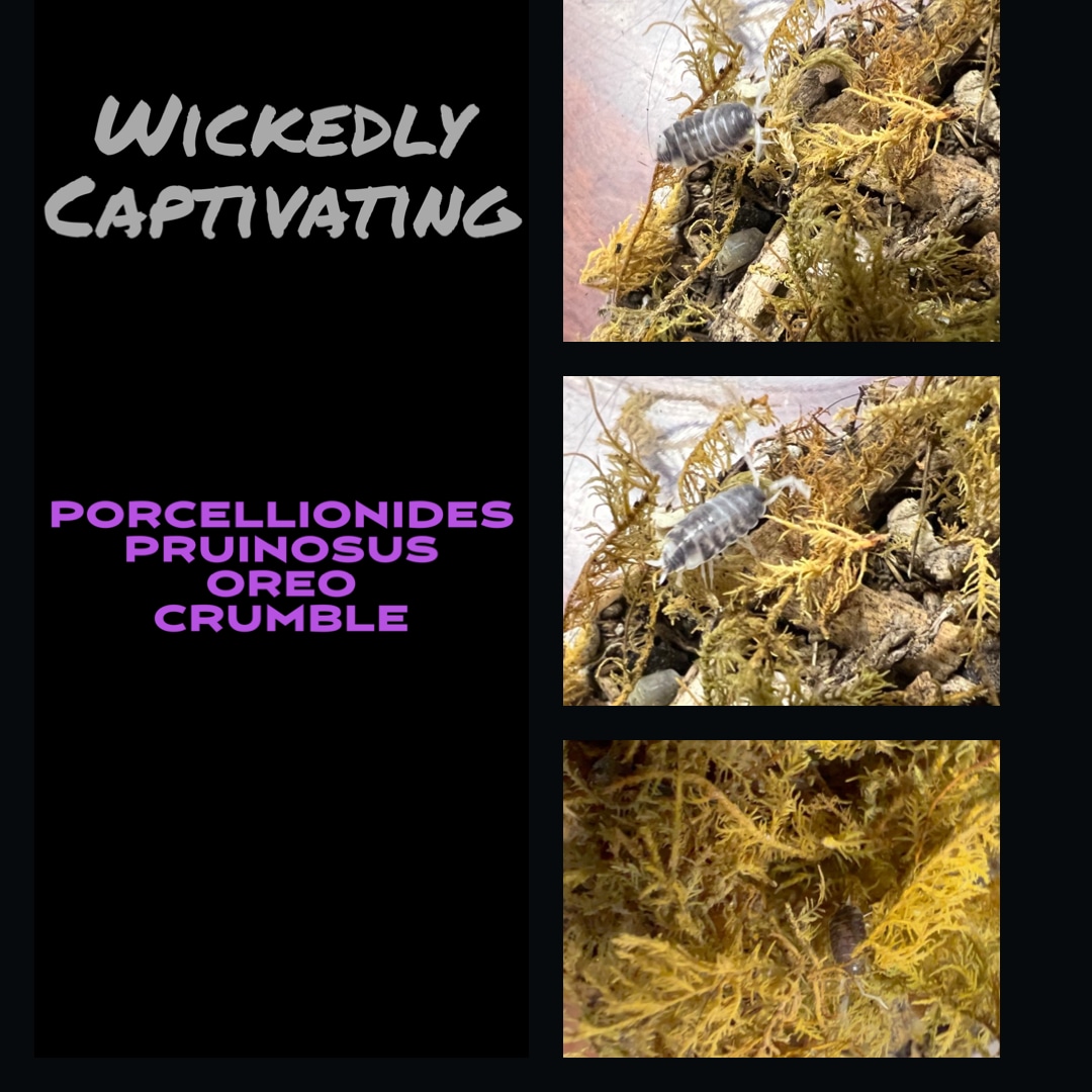 Porcellionides Priunosus Oreo Crumble - 12 Count Isopod by Wickedly ...