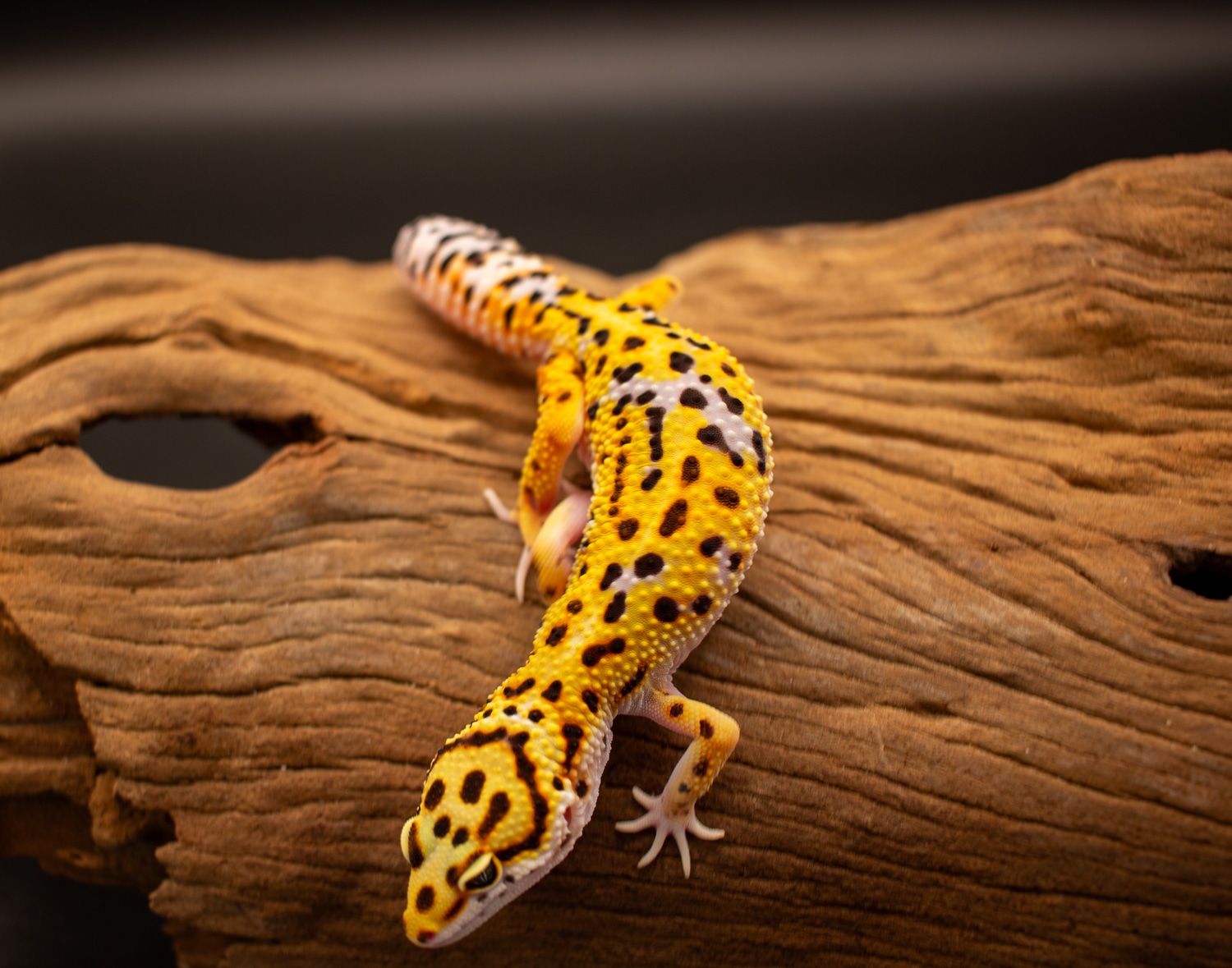 2023 TSM Clown Red Stripe Cross PH Tremper Eclipse Leopard Gecko by ...