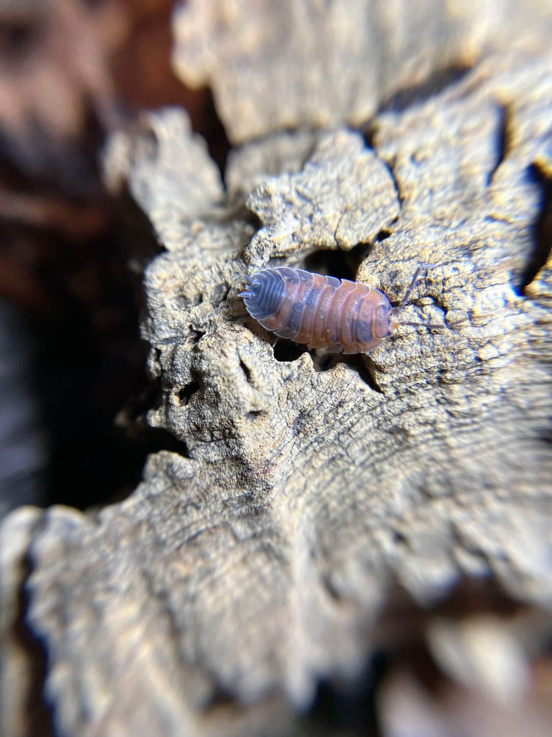 12+ Porcellio Scaber "Lava" Isopod by Wickedly Captivating Creatures ...