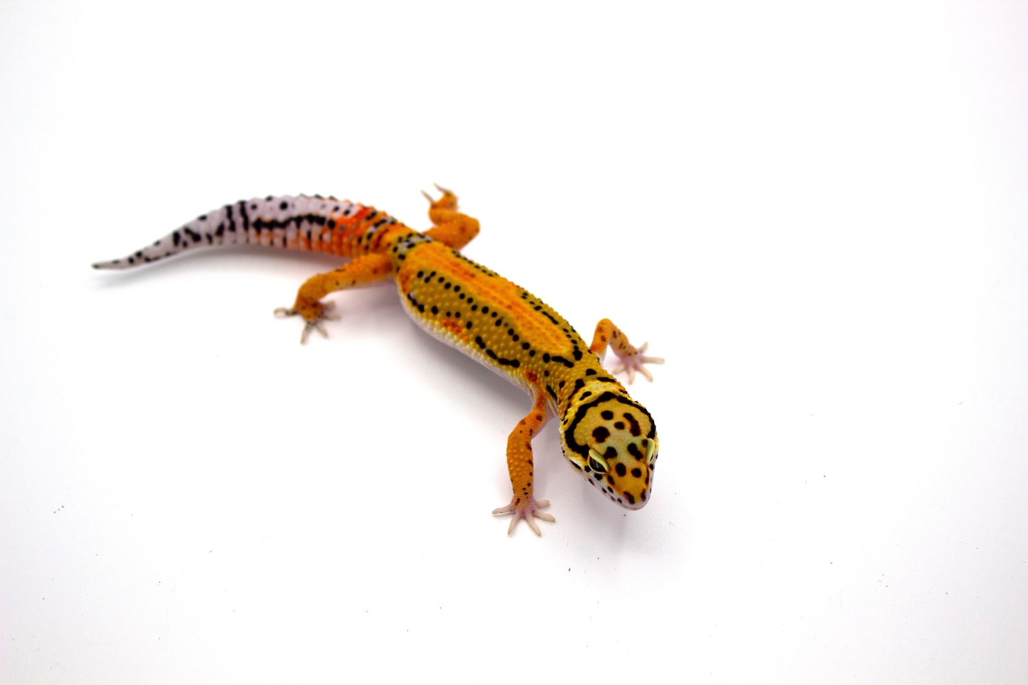 Pet Gecko Leopard Gecko by Wickedly Captivating Creatures - MorphMarket