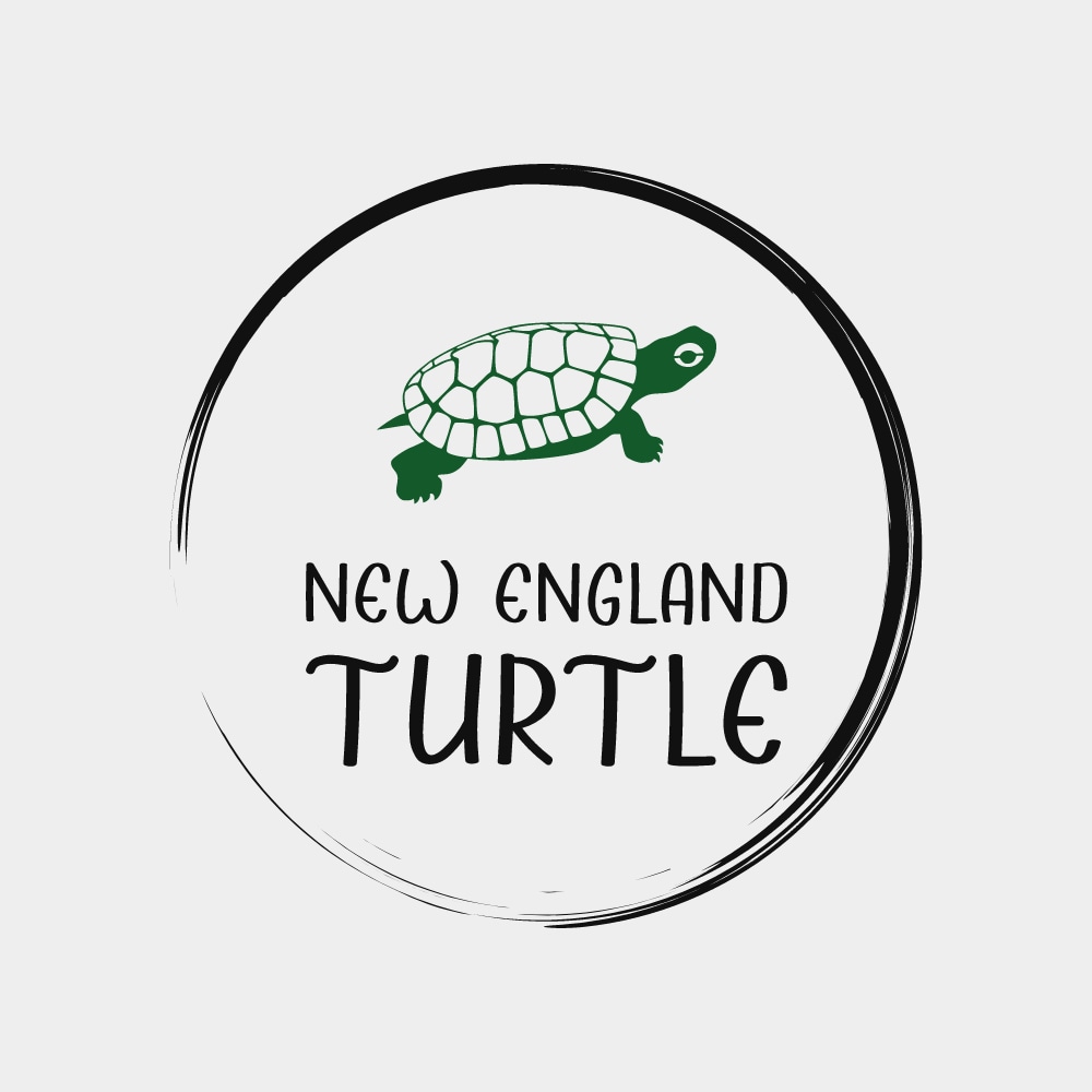Snapping Turtle Clutch: NET1AST by New England Turtle - MorphMarket
