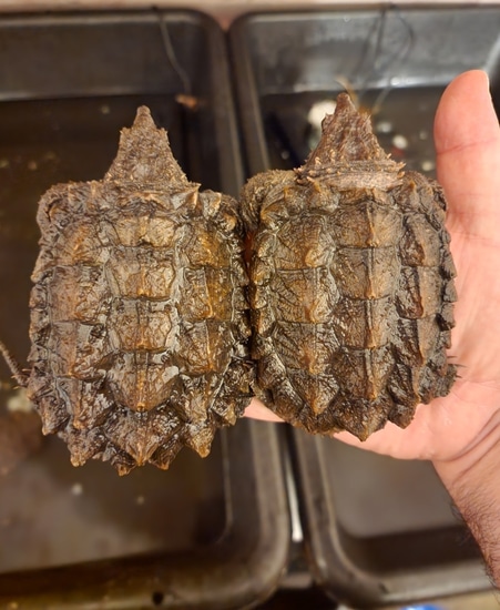 Alligator Snapping Turtles by New England Turtle