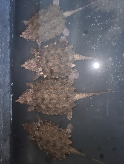 '21 Alligator Snapping Turtles by New England Turtle