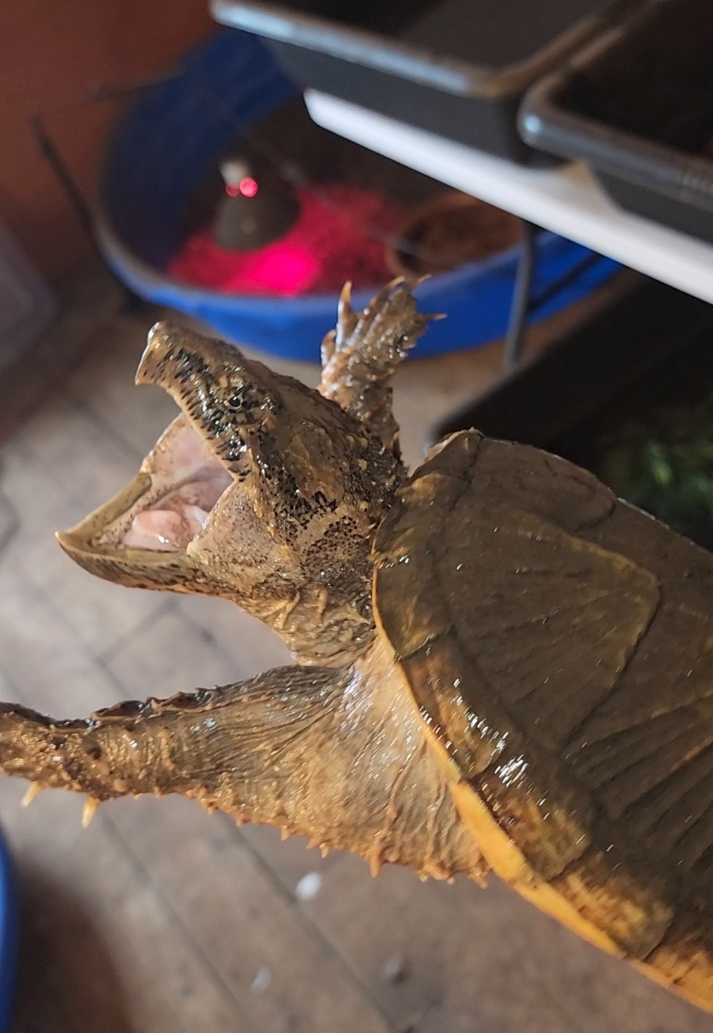 Hybrid FST X AST Snapping Turtle by New England Turtle - MorphMarket