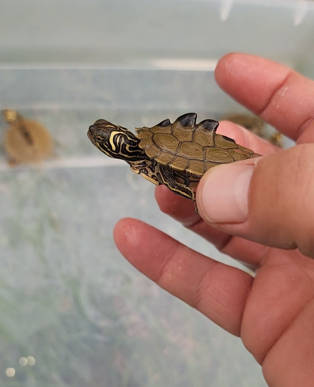 CB '23 Northern Black Knobbed Map Turtle by New England Turtle ...