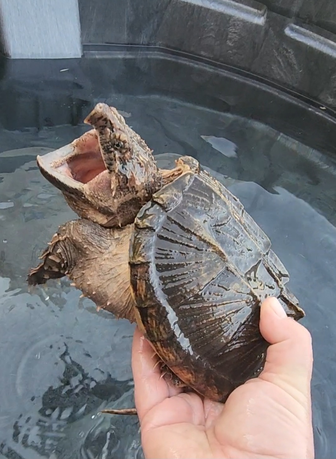 Hybrid FST X AST Snapping Turtle by New England Turtle - MorphMarket