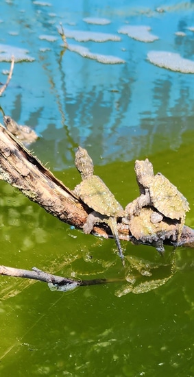 23 CB Common Snapping Turtles (Wholesale Available) by New England Turtle