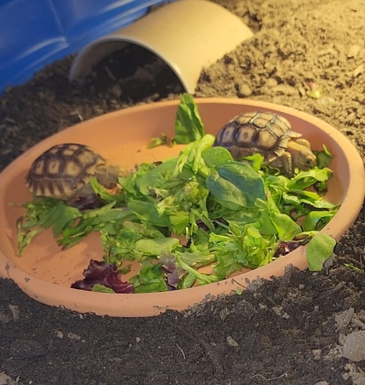 '23 Sudanese Sulcata Tortoise by New England Turtle