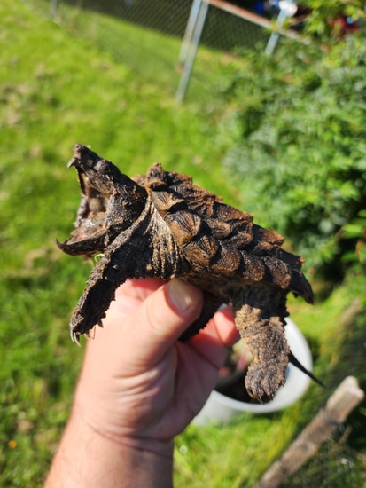 4" Alligator Snapping Turtles by New England Turtle