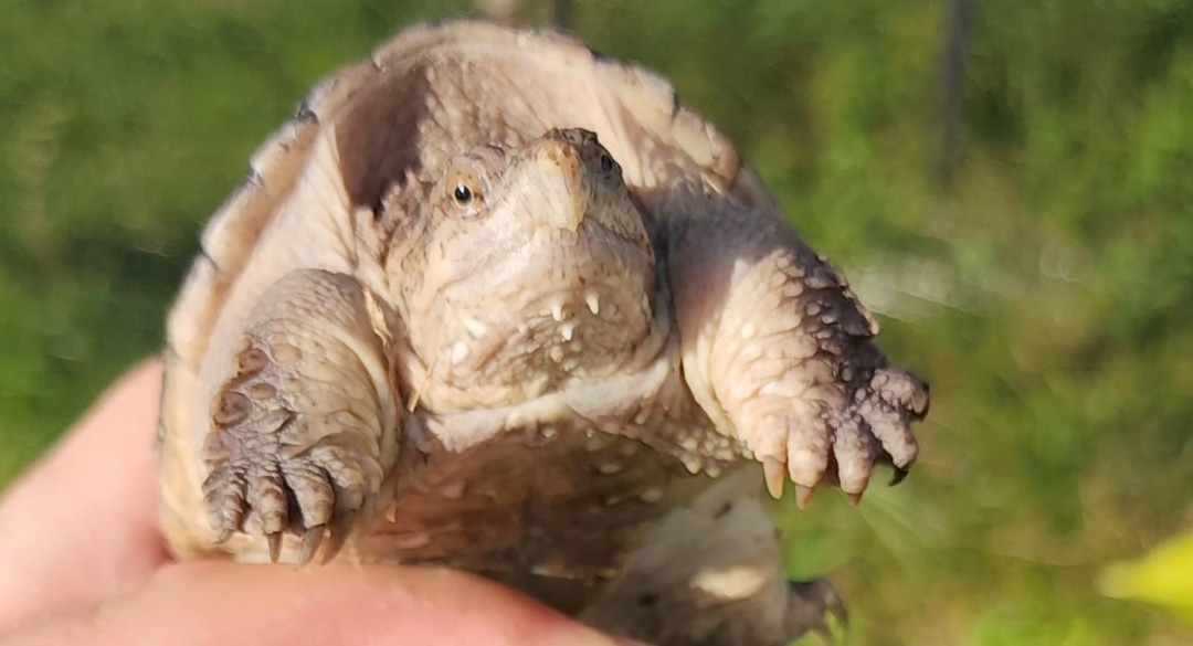 Common Snappers Snapping Turtle by New England Turtle - MorphMarket