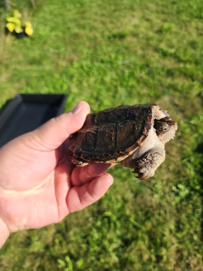 Common Snapping Turtle by New England Turtle