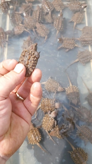 CB Alligator Snapping Turtle Hatchling (Last One) by New England Turtle