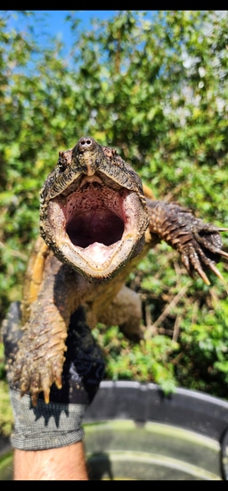 Hybrid Alligator Snapper X Florida Common Snapper Snapping Turtle by ...