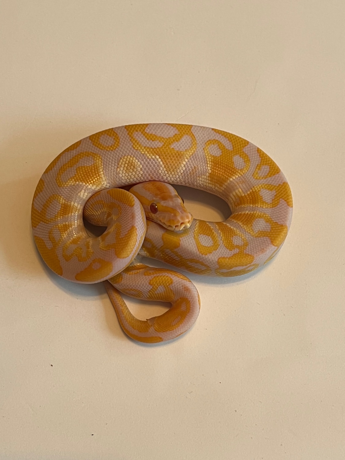 Lavender Albino Ball Python by Wicked Snakes - MorphMarket