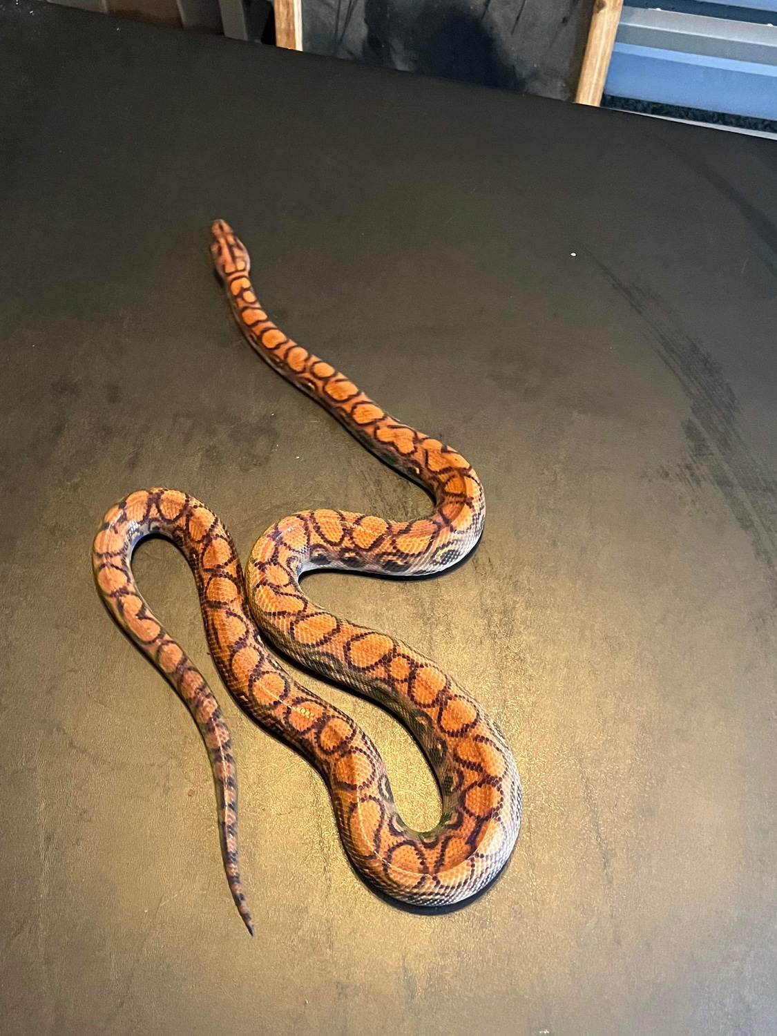 Adult Male -Proven Breeder Brazilian Rainbow Boa by Wicked Snakes ...