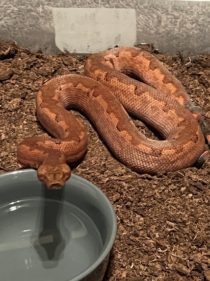 Long Term Captive Solomon Island Ground Boa-Proven Breeder Dumeril's ...