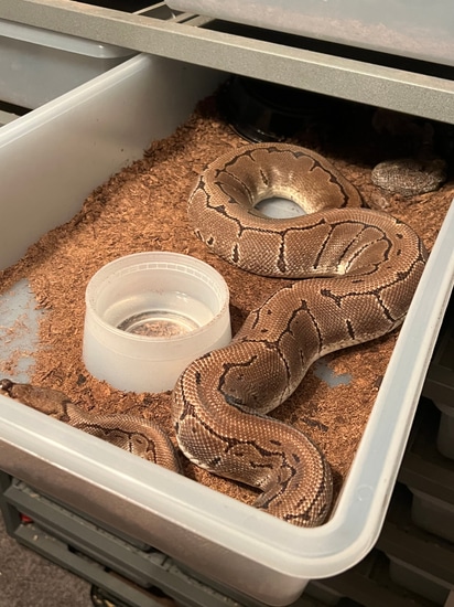 Pinstripe Ball Python by Wicked Snakes