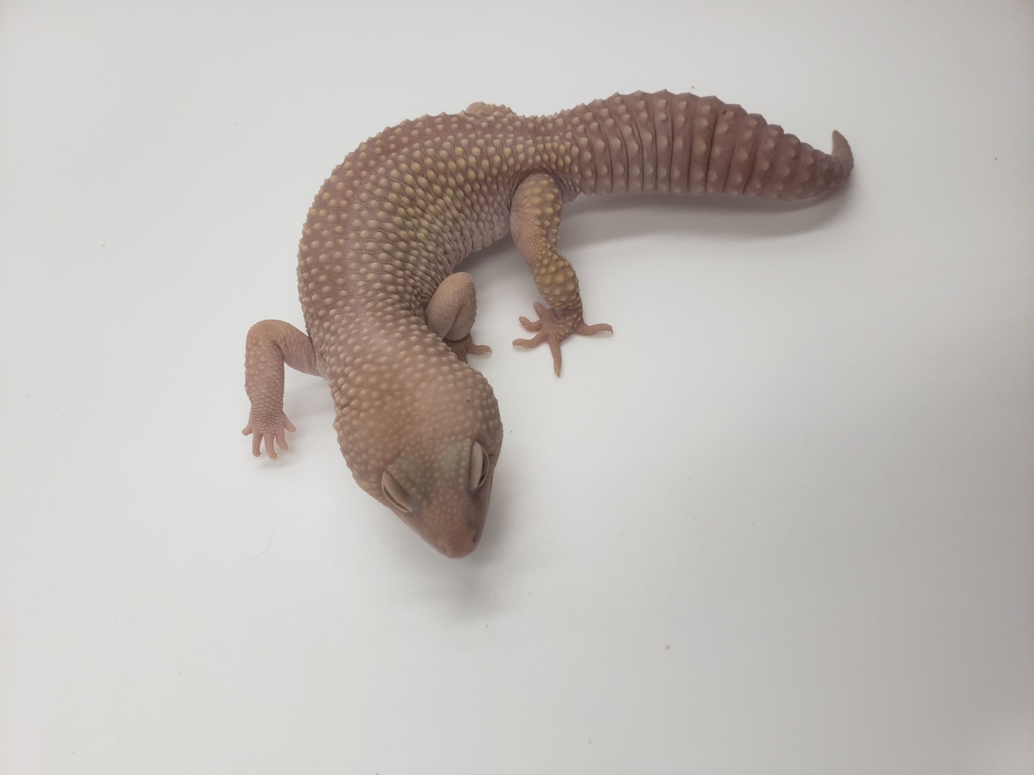 Blizzard Leopard Gecko by Wicked Pink Exotics - MorphMarket