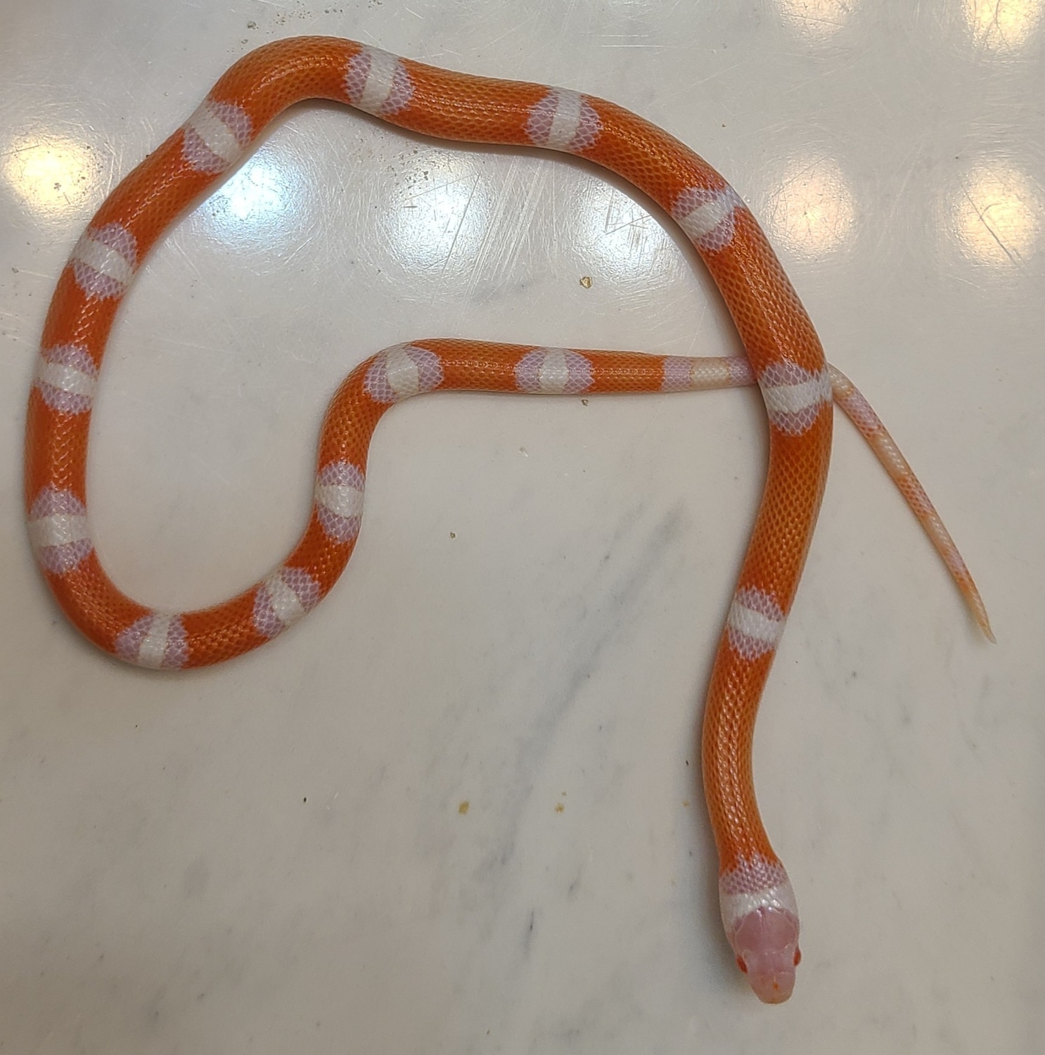 Albino Hypo Erythristic Sinaloan Milk Snake by Wicked Pink Exotics ...
