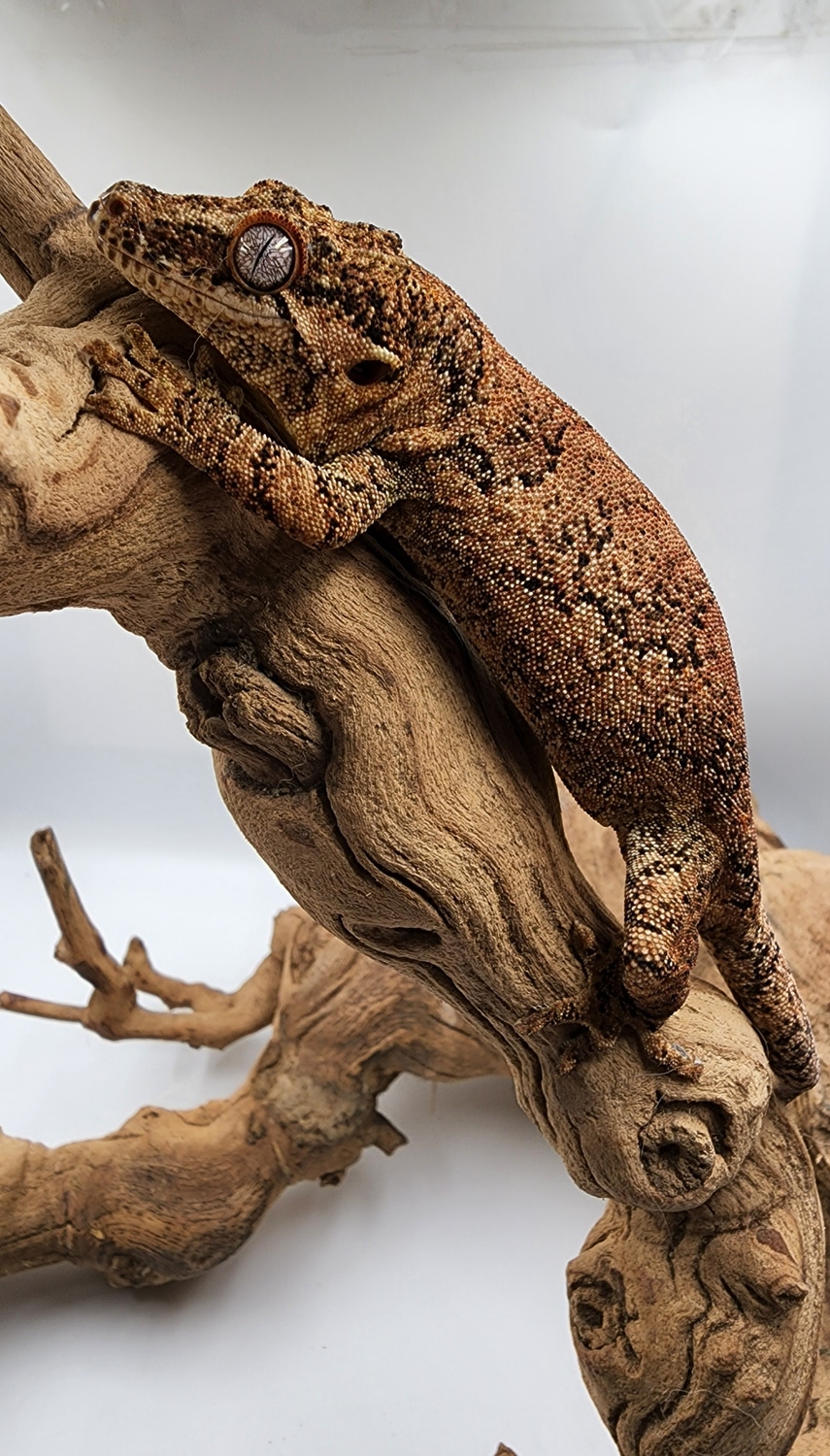 Red Pink Reticulated RTB Male Gargoyle Gecko by Wicked Pink Exotics ...