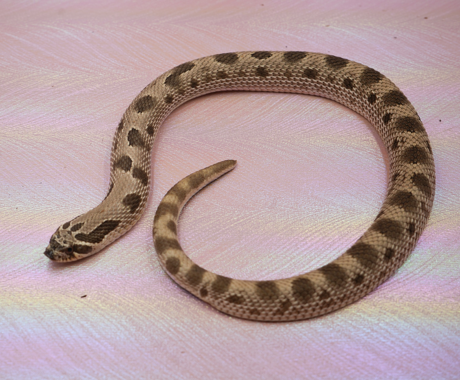 Anaconda DH Coral Western Hognose by Wicked Pink Exotics - MorphMarket
