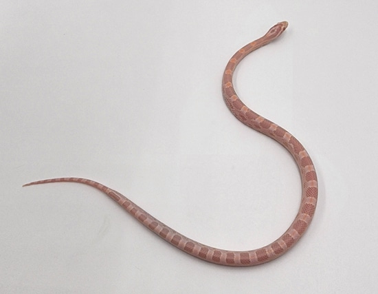 Salmon Snow Corn Snake by Wicked Pink Exotics