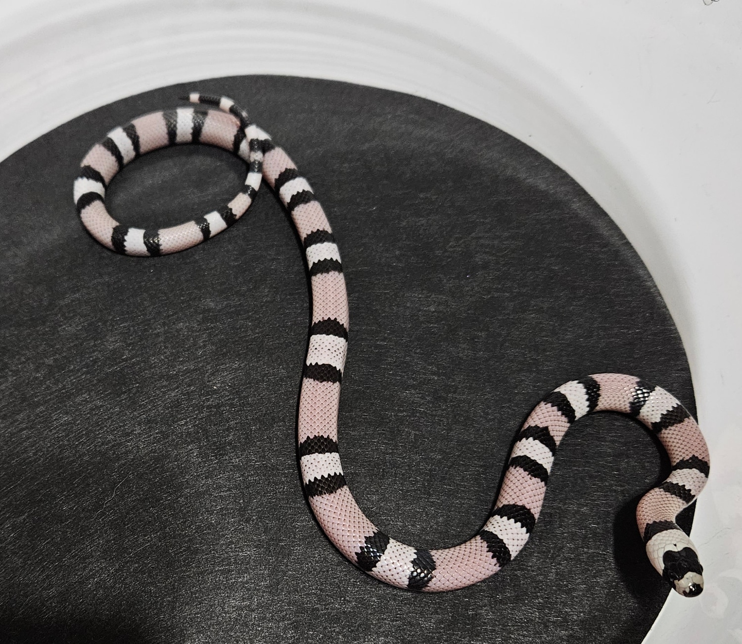 Pearl Maker Hondo Honduran Milk Snake by Wicked Pink Exotics - MorphMarket