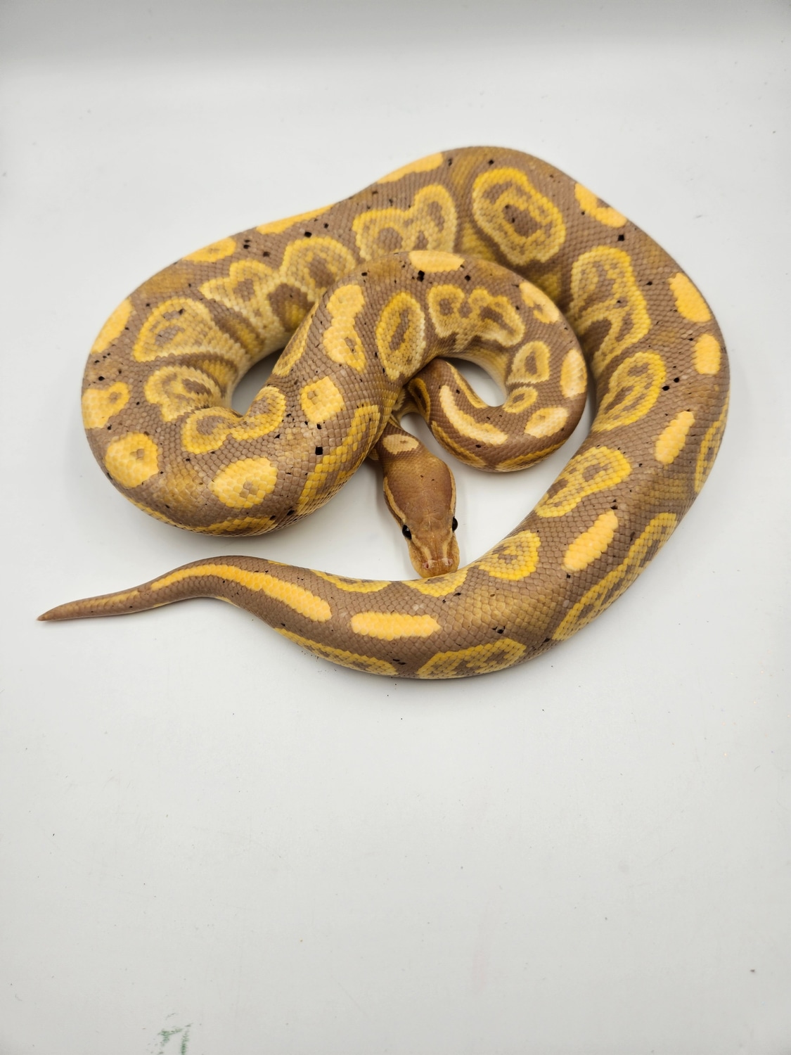 Banana Pastel Green Pastel Ball Python by Wicked Pink Exotics - MorphMarket