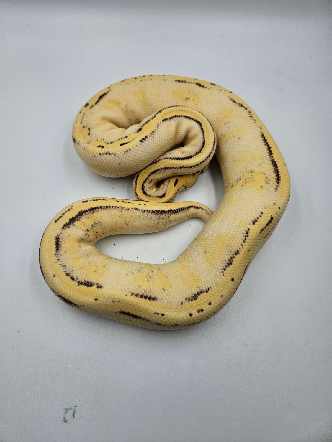 Super Pastel Super Stripe Ball Python by Wicked Pink Exotics - MorphMarket