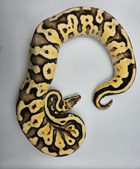 Enchi Firefly Ball Python by Wicked Pink Exotics