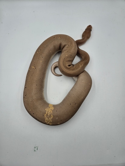 Paradox Banana Silver Bullet Ball Python by Wicked Pink Exotics
