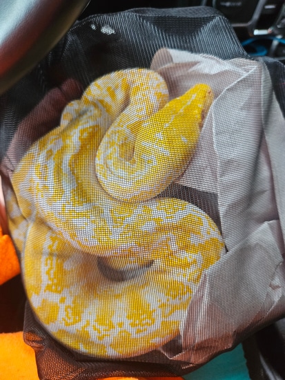 White Tiger Het Pied Reticulated Python by Wicked Pink Exotics