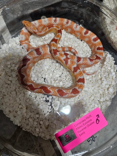 Albino Extreme Reverse Oketee PAIR Corn Snake by Wicked Pink Exotics