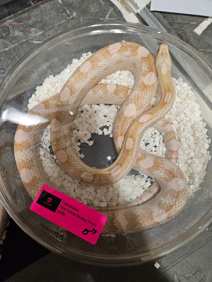 Pink Snow Motley PROVEN PAIR Corn Snake by Wicked Pink Exotics